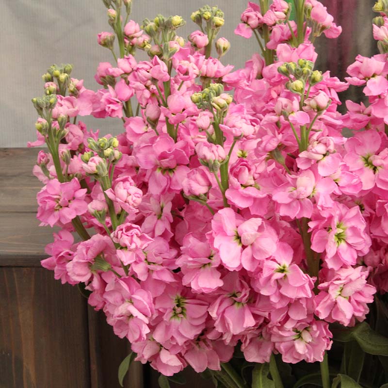 Stock Katz Pink Seed – Harris Seeds