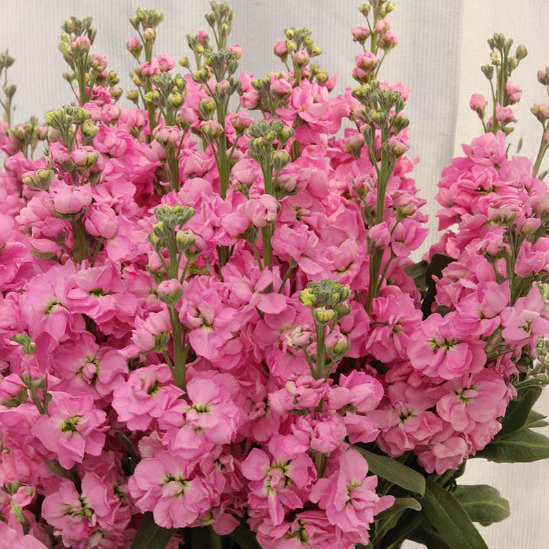 Stock Katz Pink Seed – Harris Seeds