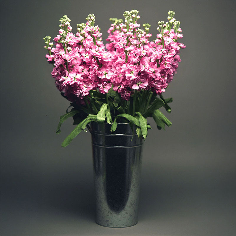 Stock Katz Pink Seed – Harris Seeds