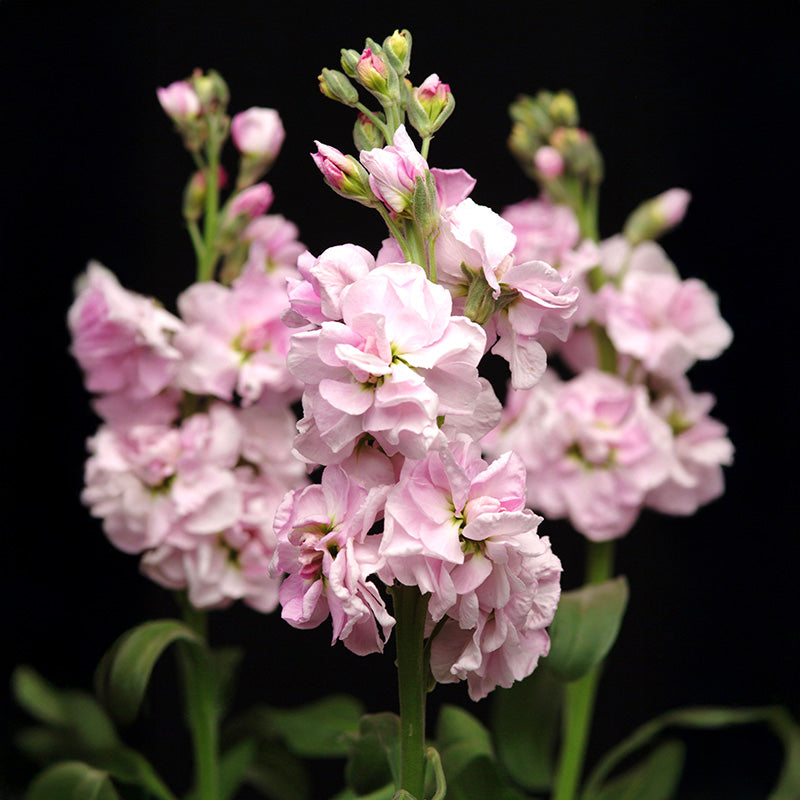 Stock Katz Cherry Blossom Seed – Harris Seeds