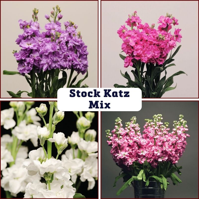 Stock Katz Mix Seed – Harris Seeds