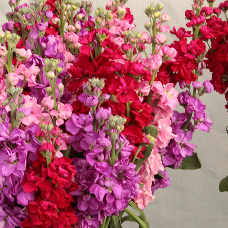 Stock Katz Mix Seed – Harris Seeds