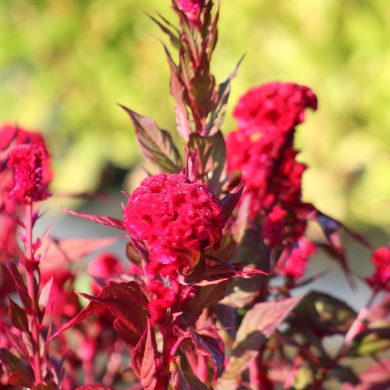 Celosia Chief Red Flame Organic Seed – Harris Seeds