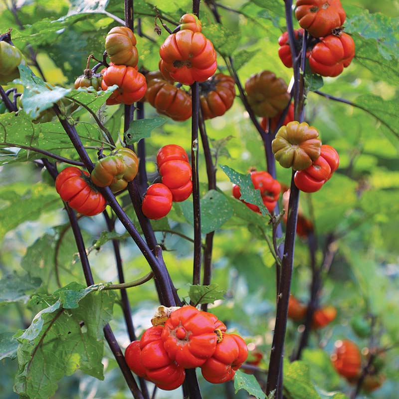 Ornamental Eggplant Pumpkin On A Stick Organic Seed – Harris Seeds