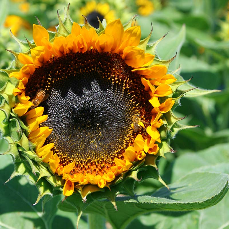 Sunflower Taiyo Organic Seed – Harris Seeds