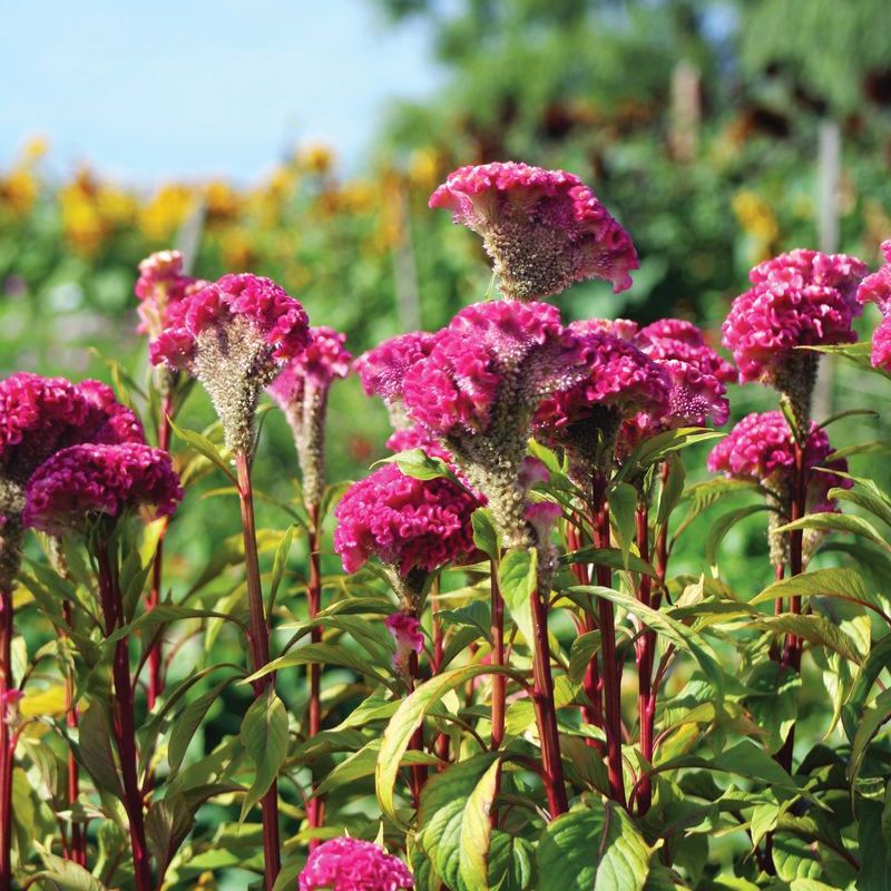 Celosia Neo Pink Seed – Harris Seeds