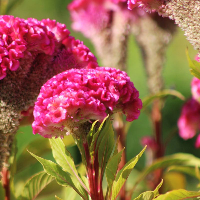 Celosia Neo Pink Seed – Harris Seeds