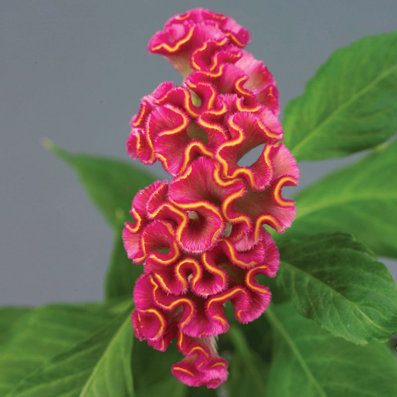 Celosia Neo Rose Seed – Harris Seeds