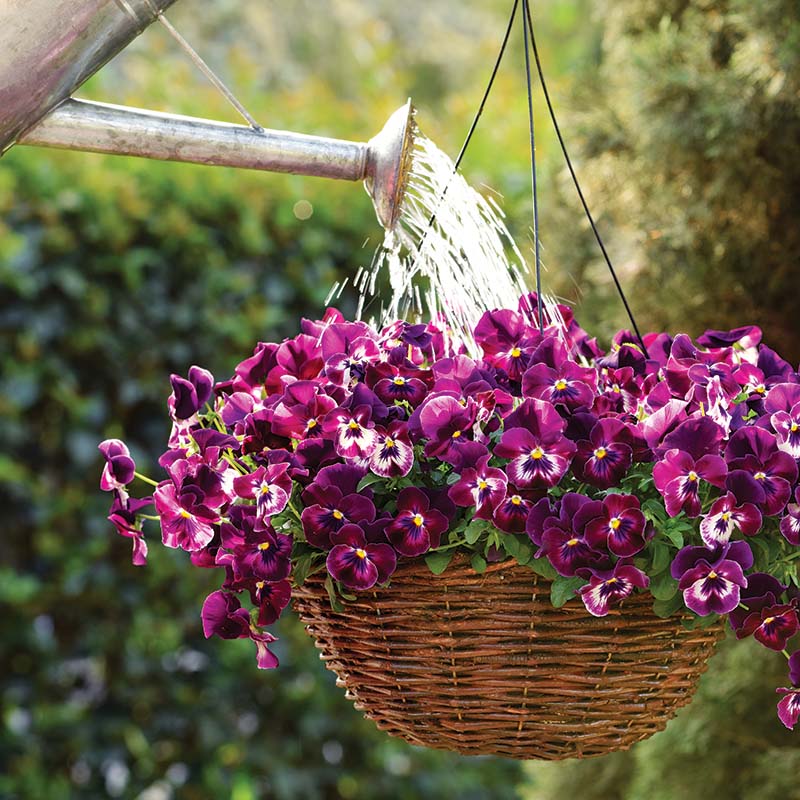 Pansy Cool Wave® Raspberry Seed – Harris Seeds