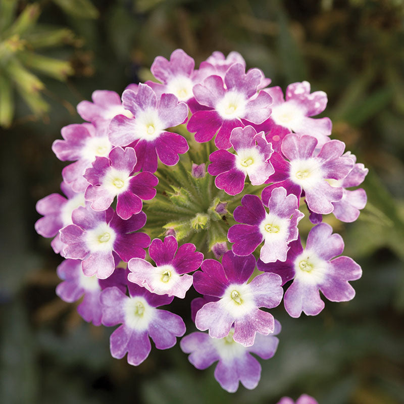 Verbena Obsession™ Cascade Twister Violet Seed – Harris Seeds