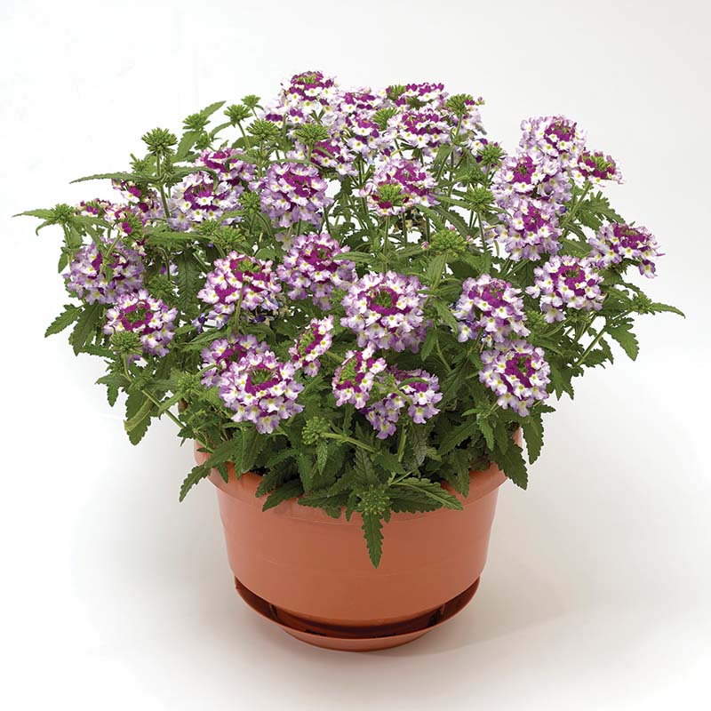 Verbena Obsession™ Cascade Twister Violet Seed – Harris Seeds