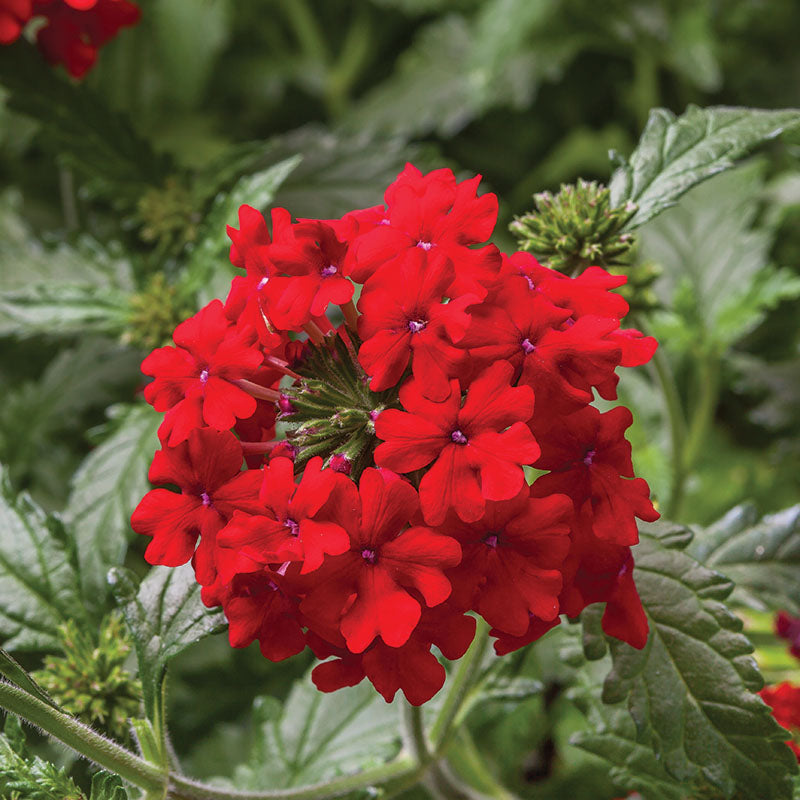 Verbena Obsession™ Cascade Scarlet Seed – Harris Seeds