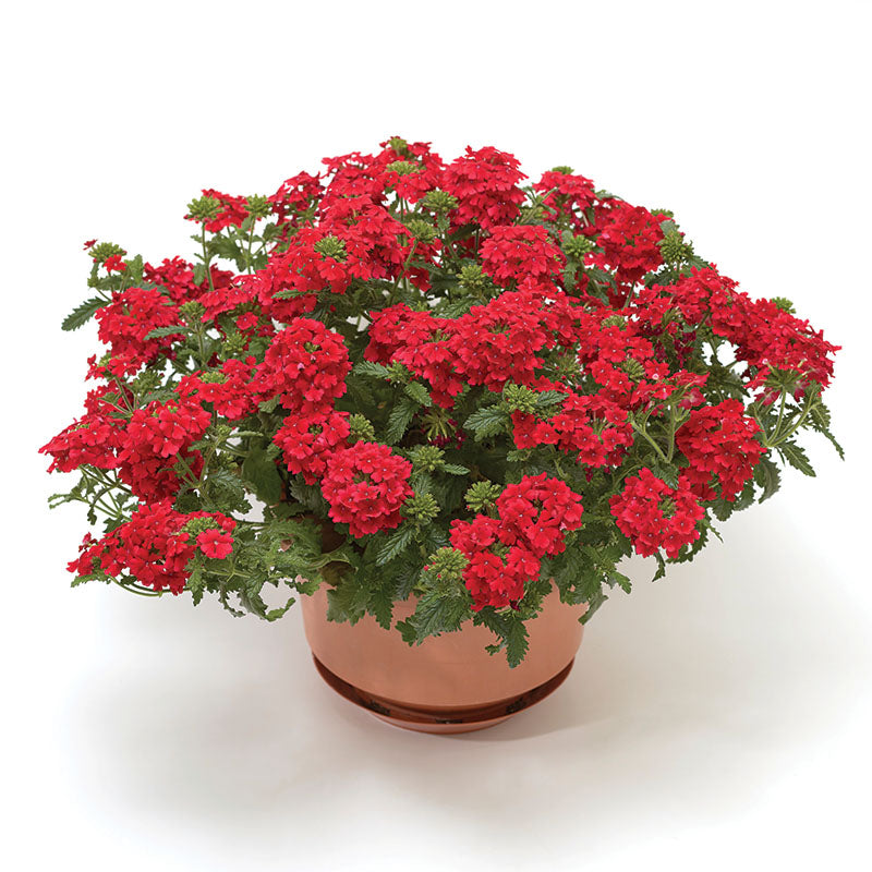 Verbena Obsession™ Cascade Scarlet Seed – Harris Seeds
