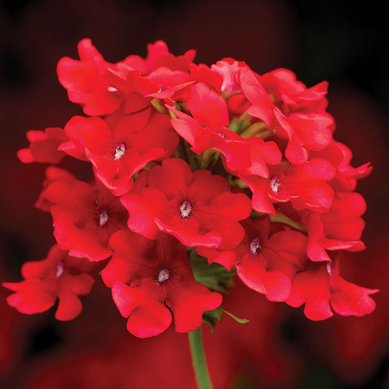 Verbena Obsession™ Cascade Scarlet Seed – Harris Seeds