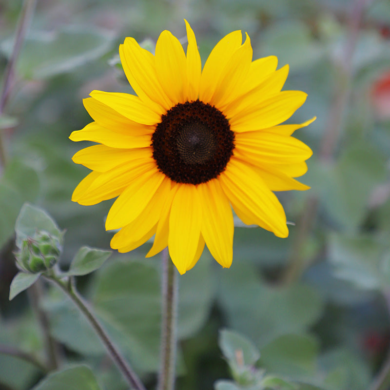 Sunflower Sunfinity™ F1 Seed – Harris Seeds
