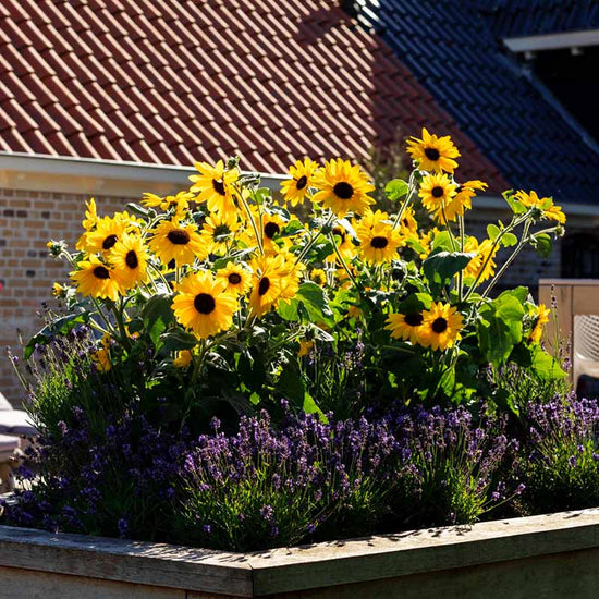 Sunflower Sunfinity™ F1 Seed – Harris Seeds