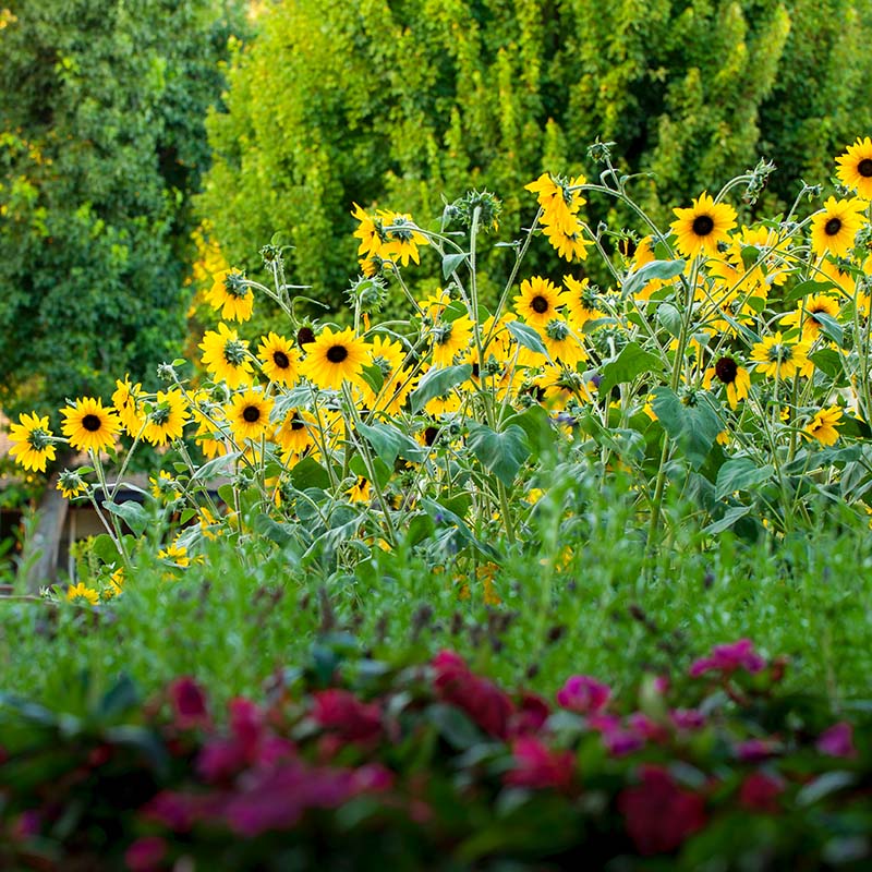 Sunflower Sunfinity™ F1 Seed – Harris Seeds