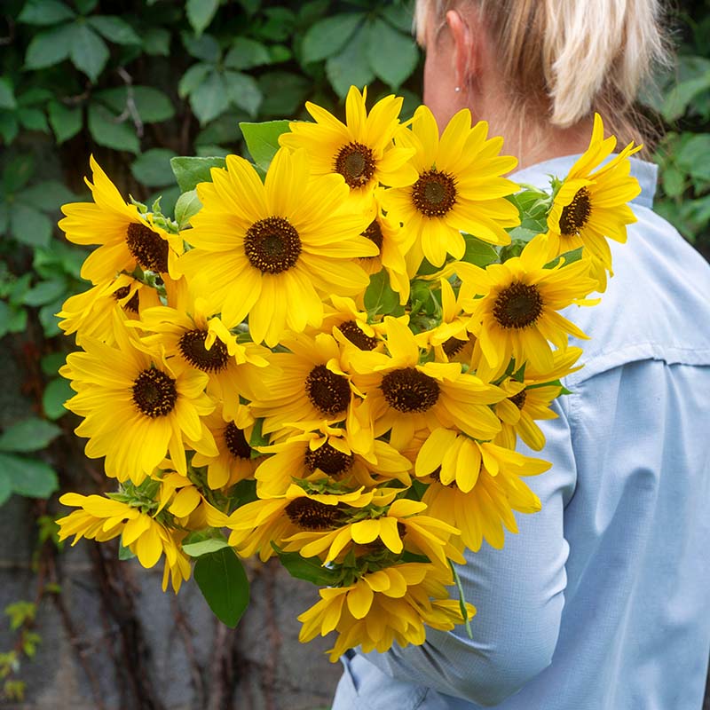 Sunflower Sunfinity™ F1 Seed – Harris Seeds
