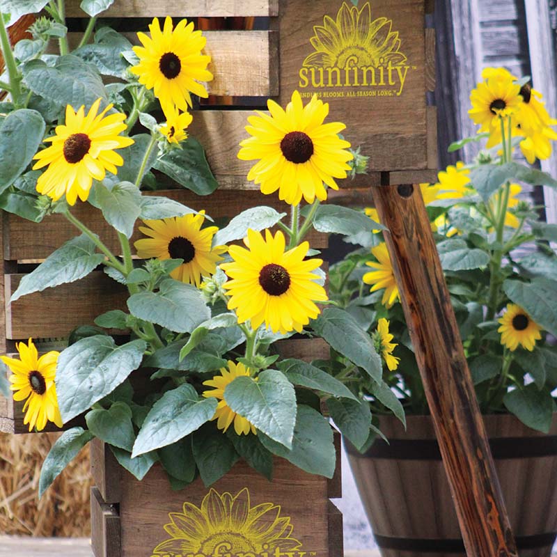 Sunflower Sunfinity™ F1 Seed – Harris Seeds