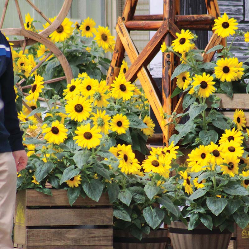 Sunflower Sunfinity™ F1 Seed – Harris Seeds