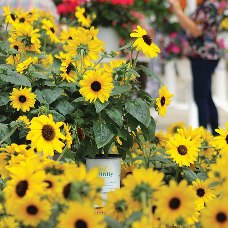 Sunflower Sunfinity™ F1 Seed – Harris Seeds