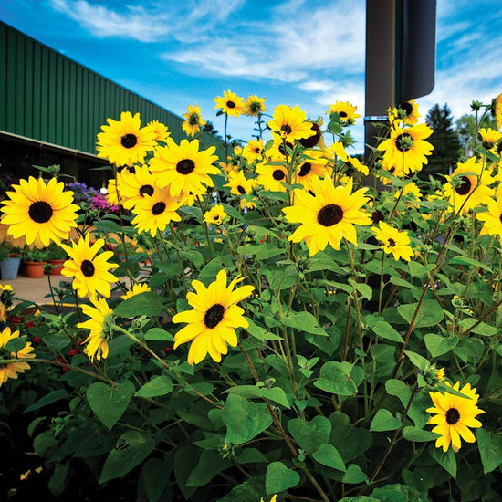 Sunflower Sunfinity™ F1 Seed – Harris Seeds