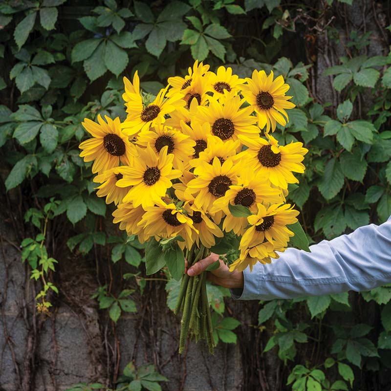 Sunflower Sunfinity™ F1 Seed – Harris Seeds