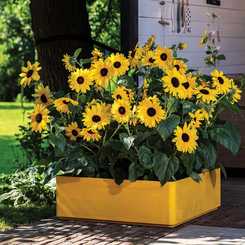 Sunflower Sunfinity™ F1 Seed – Harris Seeds