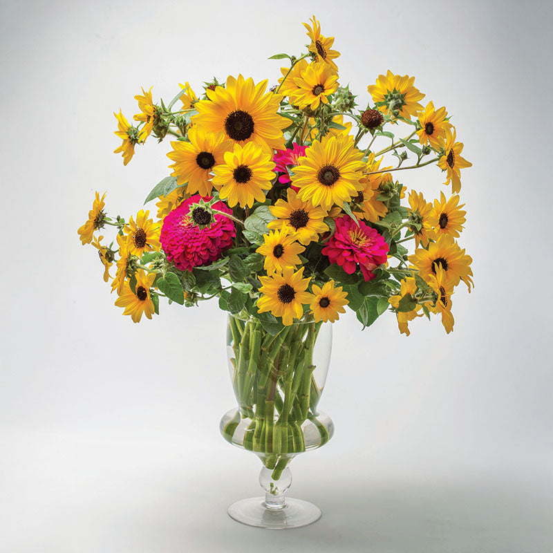 Sunflower Sunfinity™ F1 Seed – Harris Seeds