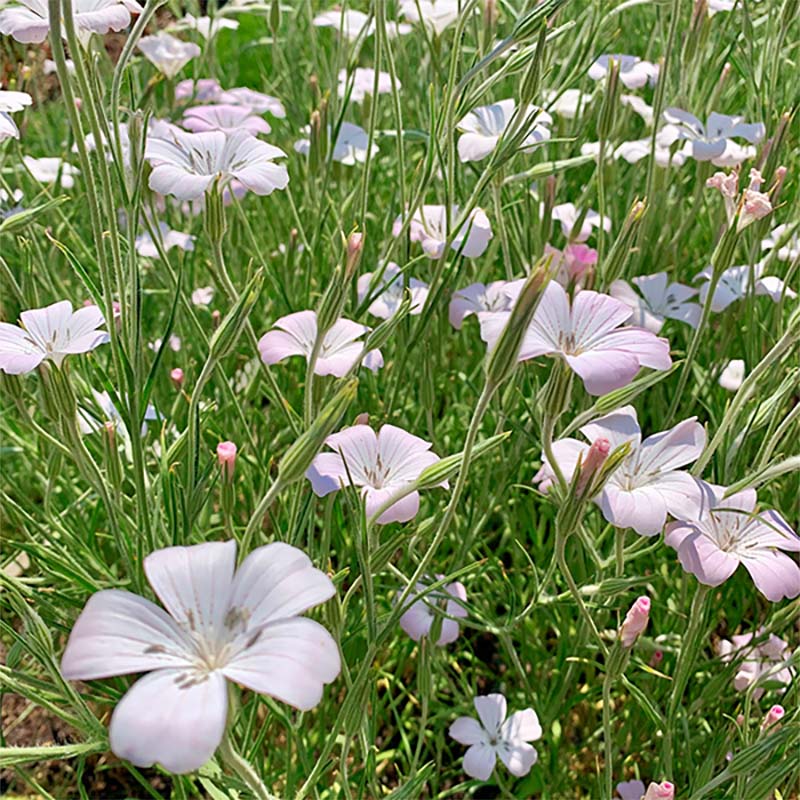 Agrostemma Milas Queen Mix Organic Seed – Harris Seeds