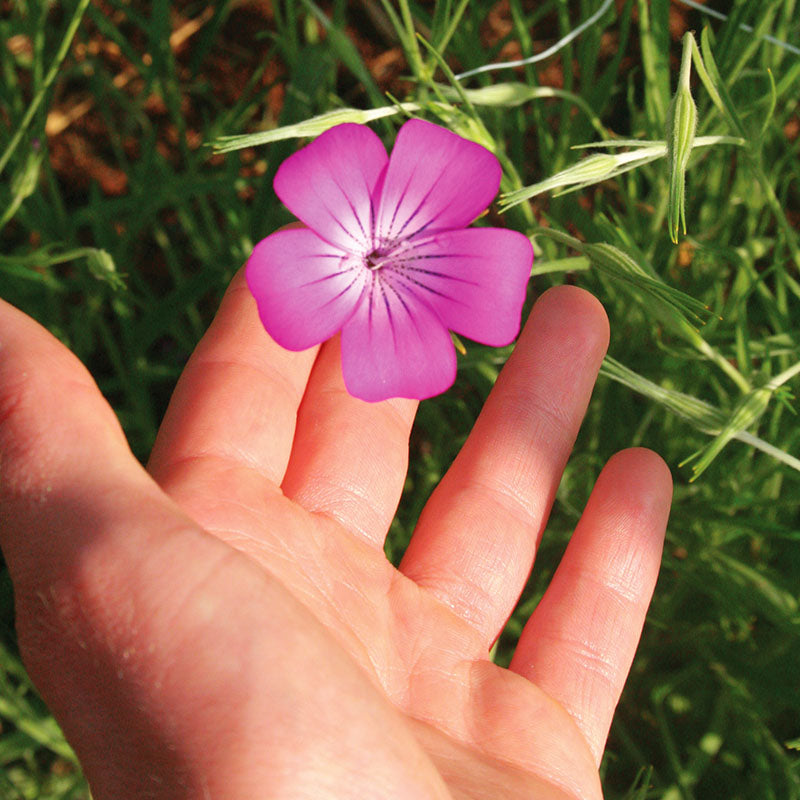 Agrostemma Milas Queen Mix Organic Seed – Harris Seeds