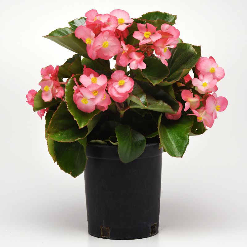 Pink Begonia Begonia Funky Pink | Dobies