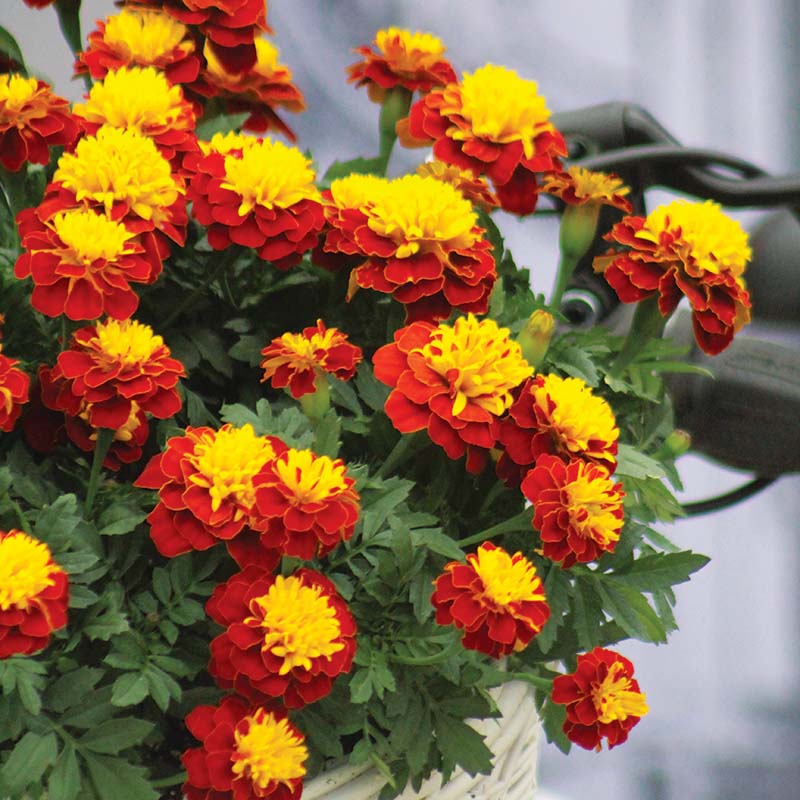 Marigold Super Hero™ Spry Seed – Harris Seeds