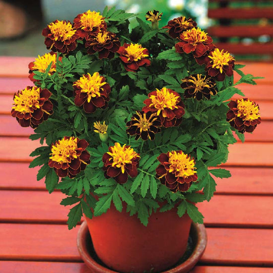 Marigold Super Hero™ Spry Seed – Harris Seeds