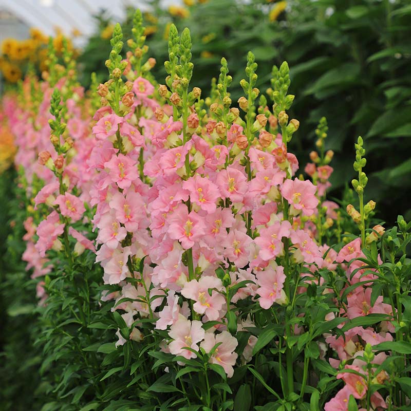 Snapdragon Chantilly Light Pink F1 Seed – Harris Seeds