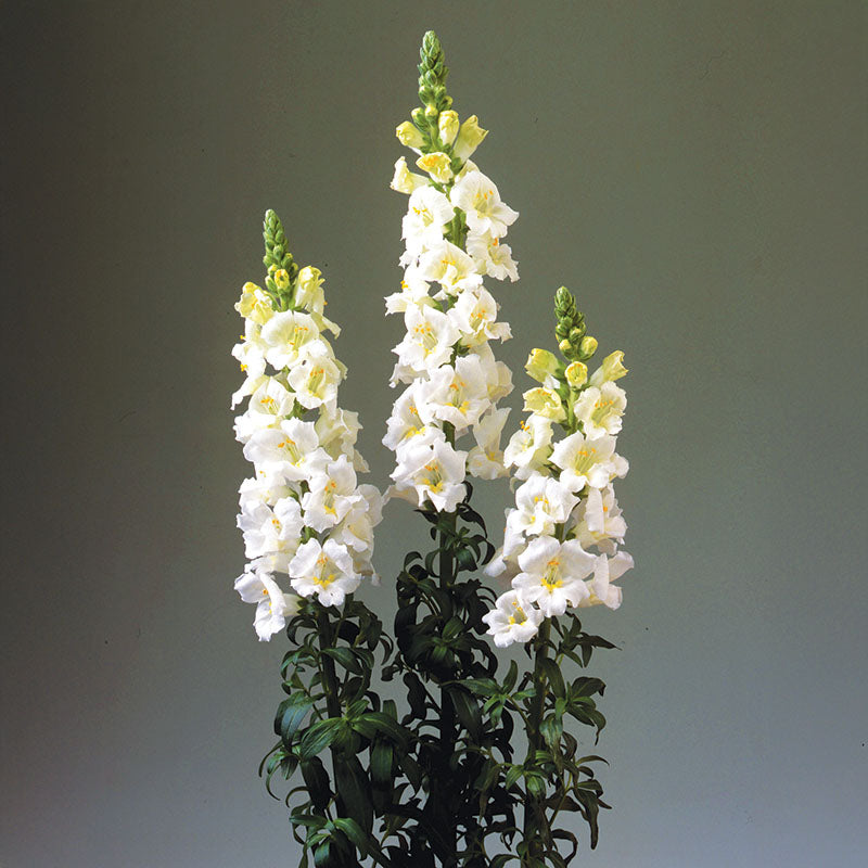 Snapdragon Chantilly White F1 Seed – Harris Seeds