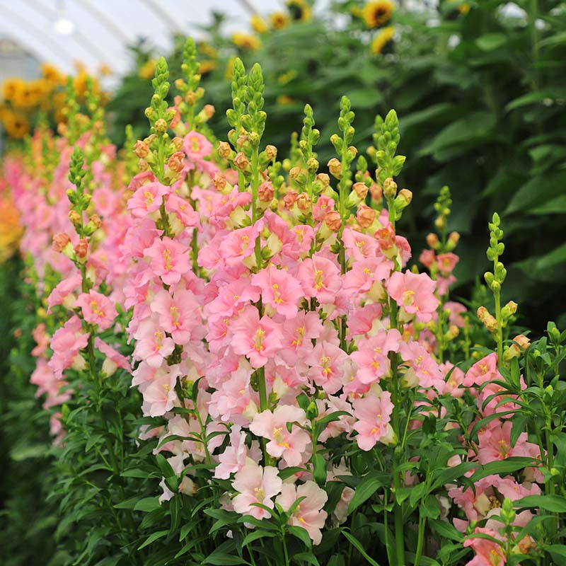 Snapdragon Chantilly Mix F1 Seed – Harris Seeds