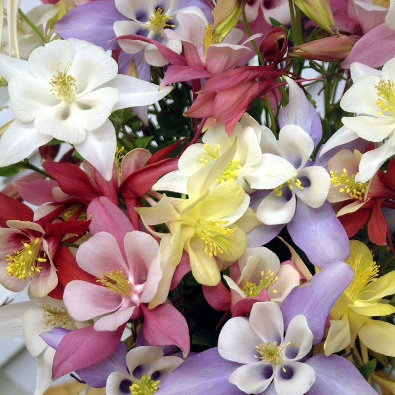 Aquilegia Kirigami Mix F1 Seed – Harris Seeds