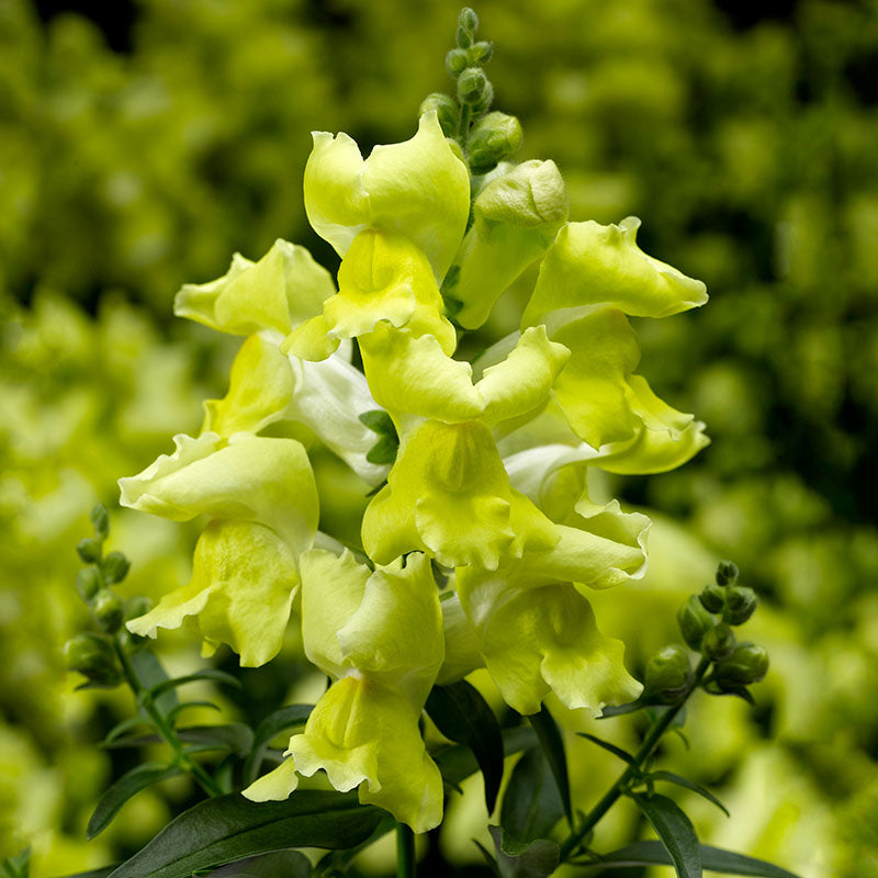 Snapdragon Snaptini Mix F1 Seed – Harris Seeds