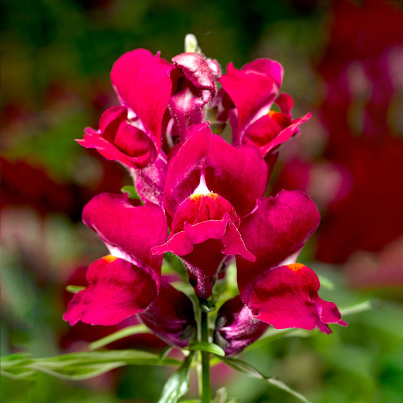 Snapdragon Snaptini Mix F1 Seed – Harris Seeds