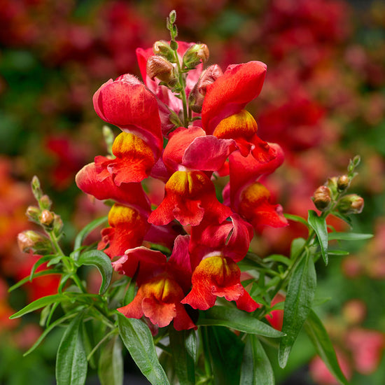 Snapdragon Snaptini Mix F1 Seed – Harris Seeds
