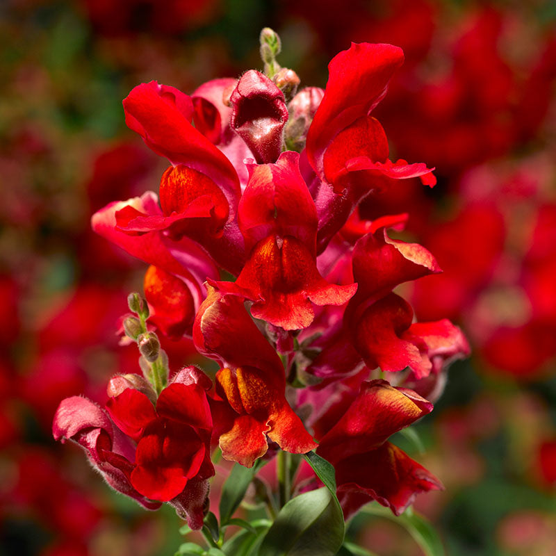 Snapdragon Snaptini Mix F1 Seed – Harris Seeds