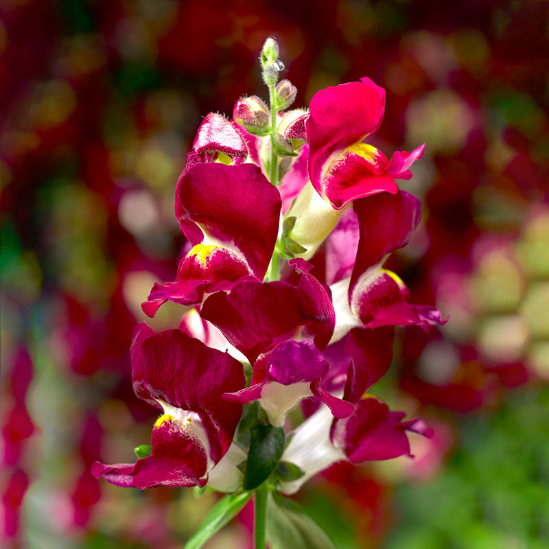 Snapdragon Snaptini Mix F1 Seed – Harris Seeds
