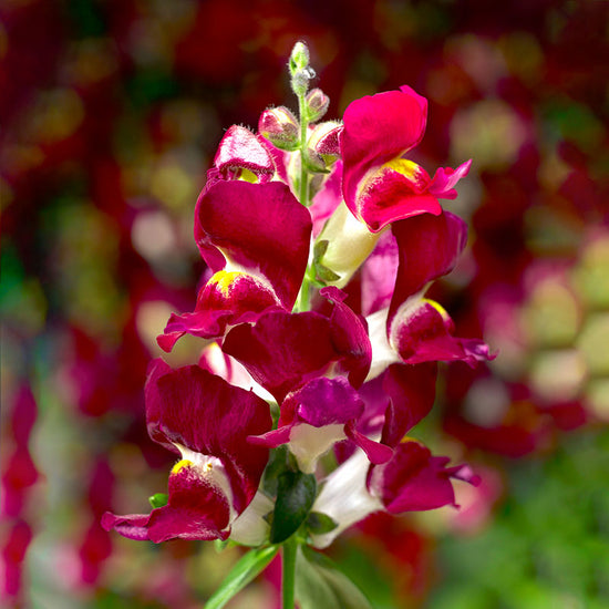 Snapdragon Snaptini Mix F1 Seed – Harris Seeds