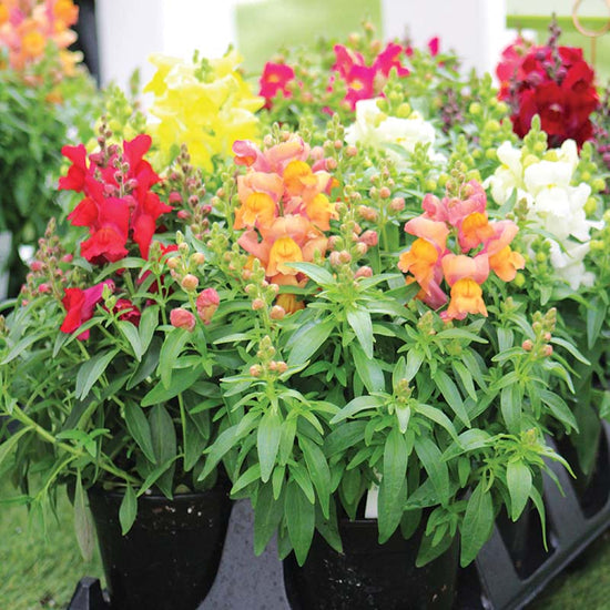 Snapdragon Snaptini Mix F1 Seed – Harris Seeds