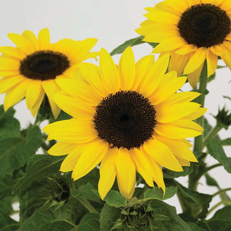 Sunflower SunBuzz F1 Seed – Harris Seeds