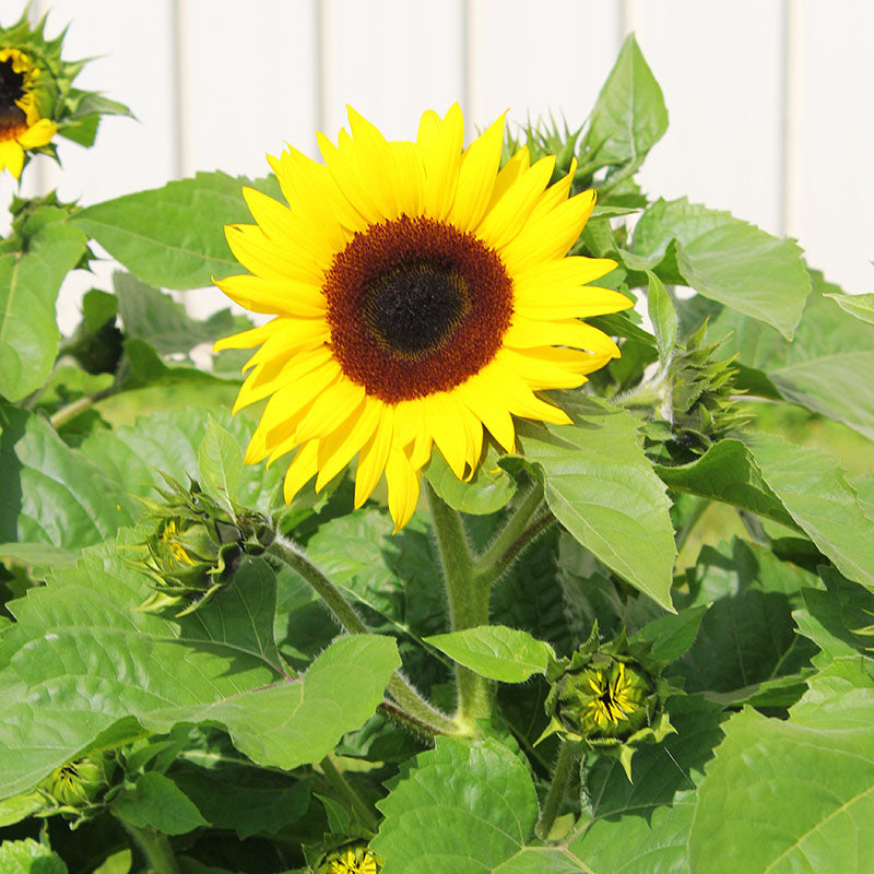 Sunflower SunBuzz F1 Seed – Harris Seeds