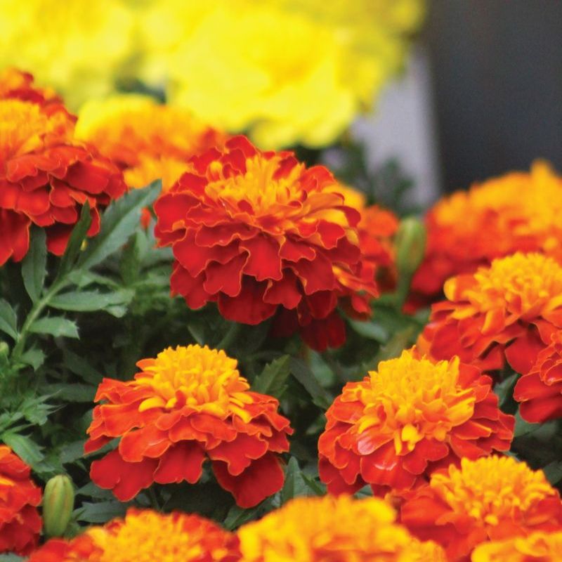 Marigold Super Hero™ Harmony Seed – Harris Seeds