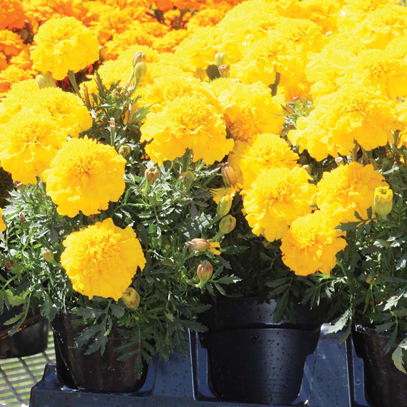 Marigold Super Hero™ Mix Seed – Harris Seeds