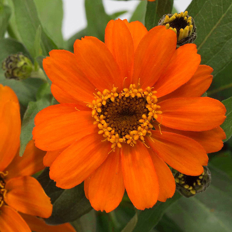 Zinnia Profusion AAS Mix Seed – Harris Seeds